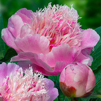 How Big Do Peony Plants Get? Size Guide by Type and Variety – Peonita ...